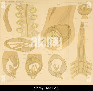 The 1895 Bulletin of the Royal Academy of Sciences, Letters, and Fine ...