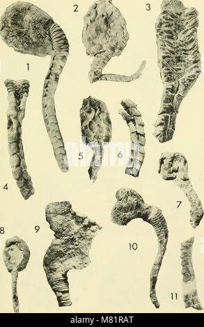 The 1895 edition of the Bulletins of American Paleontology, offering a ...