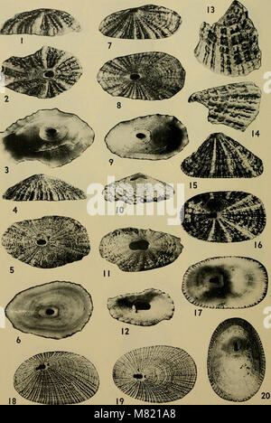 The 'Bulletins of American Paleontology' (1962) publishes research on ...