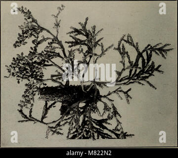 . [Bulletins on forest pathology : from Bulletin U.S.D.A., Washington ...