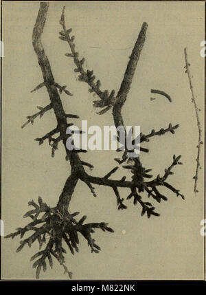 . [Bulletins on forest pathology : from Bulletin U.S.D.A., Washington ...