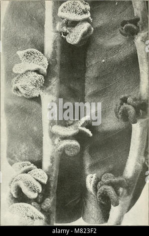 The 'Bulletin' (1901-1913) is a publication covering various topics ...