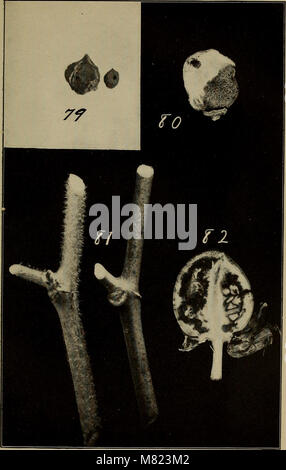 The 'Bulletin' (1904) is a periodical publication that provides ...