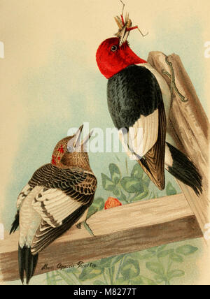 The 'Bulletin - Biological Survey' (1908) provides comprehensive ...