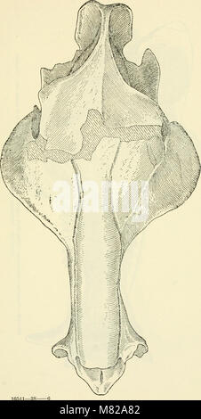 The 1938 bulletin of the United States National Museum presents ...