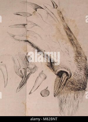 The 1814 'Bulletin des Sciences' presents scientific findings across ...