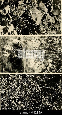 This 1922 publication from the Carnegie Institution of Washington ...