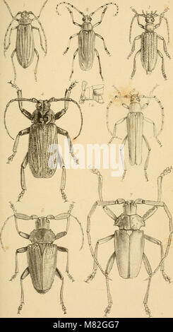 Catalogue of coleopterous insects in the collection of the British ...