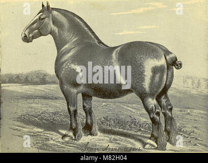 Catalogue of Meadow Lawn Stud of Clydesdale stallions and mares - and ...