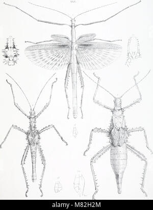 Catalogue of orthopterous insects in the collection of the British ...