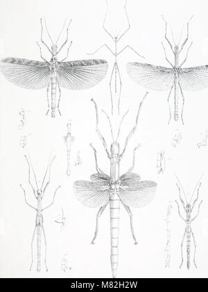 This 1859 catalog details the orthopterous insects in the British ...