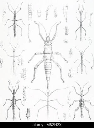 The 1859 'Catalogue of Orthopterous Insects' is a comprehensive listing ...