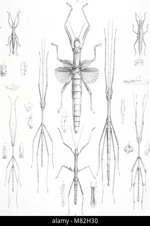 . Catalogue of orthopterous insects in the collection of the British ...