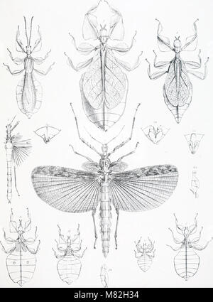 This 1859 catalogue from the British Museum provides detailed ...