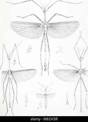 This catalogue (1859) focuses on the Phasmidae family of orthopterous ...