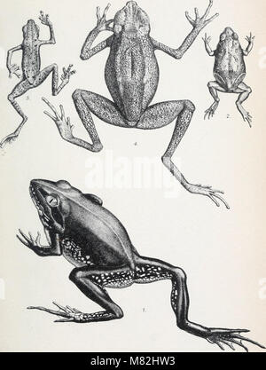 This catalogue, second edition, lists species of Batrachia Salientia s ...