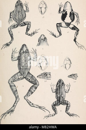 This 1882 catalogue lists the species of Batrachia Salientia, or ...