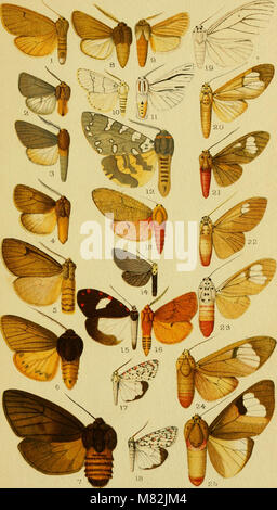 The Catalogue of the Lepidoptera Phal, in the British Museum (1898 ...