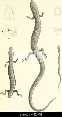 . Catalogue of the lizards in the British Museum (Natural History) 2d ...