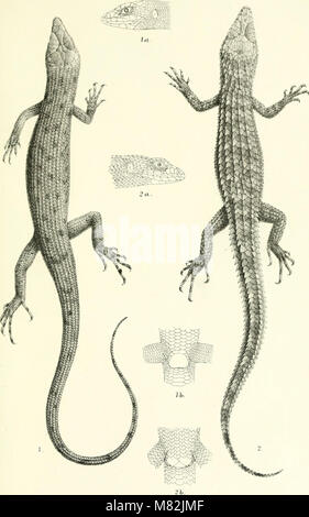 . Catalogue of the lizards in the British Museum (Natural History) 2d ...