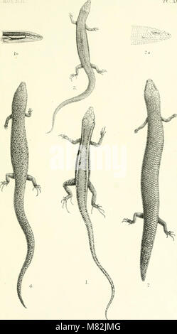 . Catalogue of the lizards in the British Museum (Natural History) 2d ...