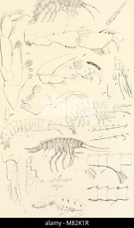 The 'Catalogue of Amphipodous Crustacea' (1862) provides a detailed ...