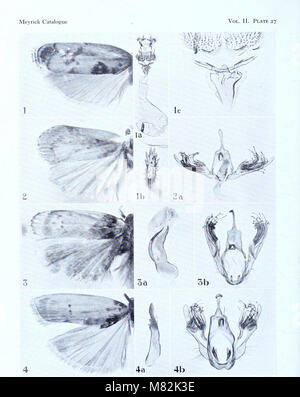 This 1955 catalogue lists type specimens of Microlepidoptera, described ...