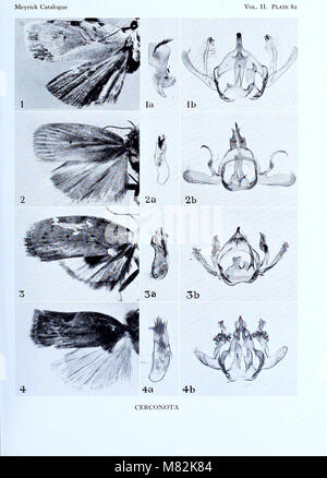 This 1955 catalogue documents type specimens of Microlepidoptera, a ...