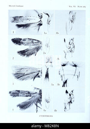 This 1955 catalogue details the type specimens of Microlepidoptera ...