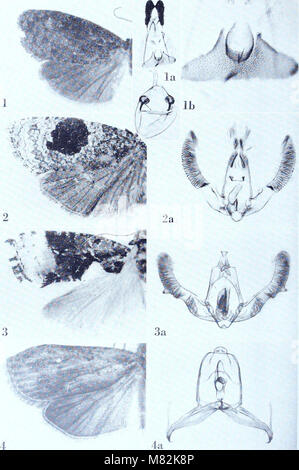 The 1955 Catalogue of Microlepidoptera specimens at the British Museum ...