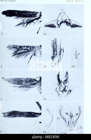This 1955 catalogue includes type specimens of Microlepidoptera described by Edward Meyrick ...