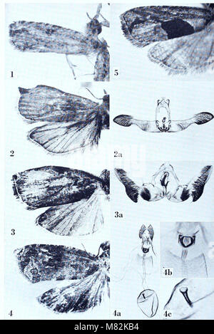 The *Catalogue of Microlepidoptera* (1955) provides a detailed listing ...