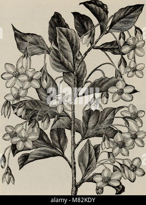 This catalog features a detailed list of trees and shrubs, highlighting ...