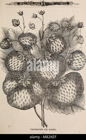 Catalogue of trees, shrubs, vines, garden and house plants, bulbs ...