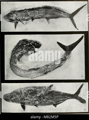 . Catalog of fossil fishes in the Carnegie Museum. Fishes, Fossil. 324 ...