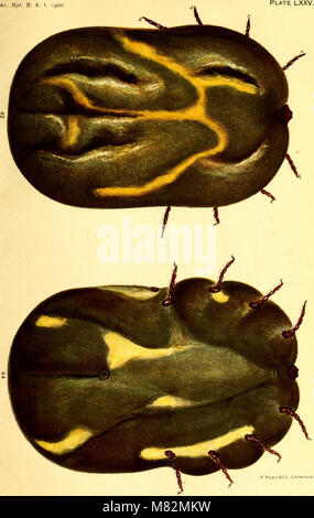 . Cattle ticks (Ixodoidea) of the United States. Ixodidae; Ticks. Fig ...