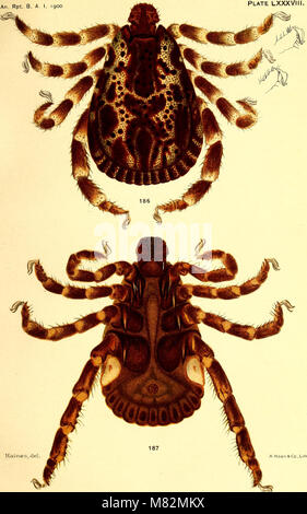 . Cattle ticks (Ixodoidea) of the United States. Ixodidae; Ticks ...
