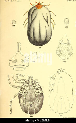 . Cattle ticks (Ixodoidea) of the United States. Ixodidae; Ticks ...