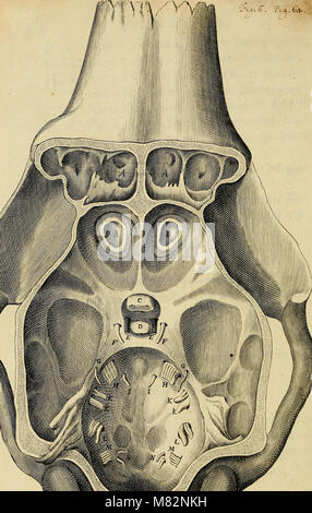 . Cerebri anatome : cui accessit nervorum descriptio et usus. Tabula ...