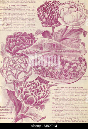 Childs' catalogue of fall bulbs that bloom - plants shrubs, fruits etc ...