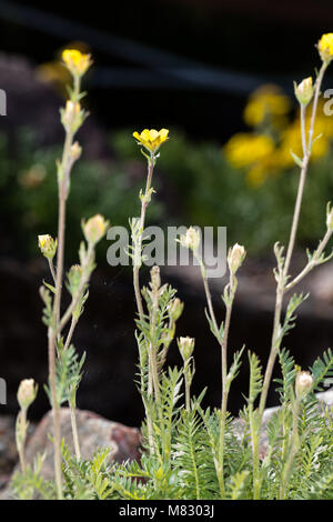 Ross' Avens (Geum rossii) is a wildflower species found in northern ...