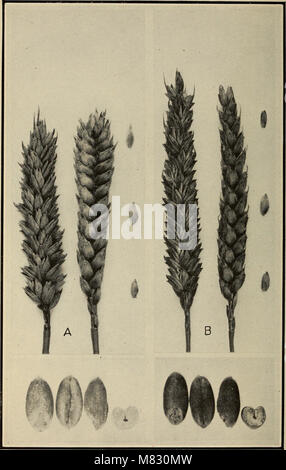 . Classification of American wheat varieties. Wheat; Wheat. Fig. 7 ...