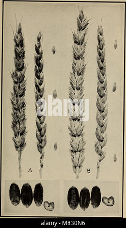 The 'Classification of American Wheat Varieties' (1922) presents a ...