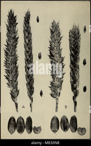 The 1922 classification of American wheat varieties categorizes ...