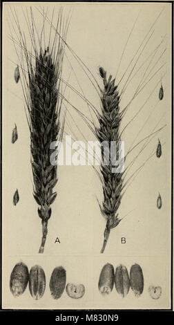 . Classification of American wheat varieties. Wheat; Wheat. . Please ...