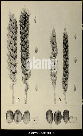 . Classification of American wheat varieties. Wheat; Wheat. Fig. 8 ...