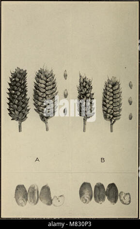 A 1922 work on the classification of American wheat varieties ...