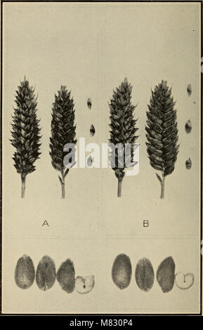 The 1922 classification of American wheat varieties provides an ...