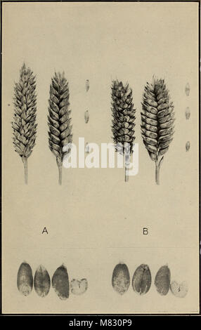 . Classification of American wheat varieties. Wheat; Wheat. Fig. 8 ...