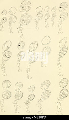 . Classification of the Cryphalinae with descriptions of new genera and ...